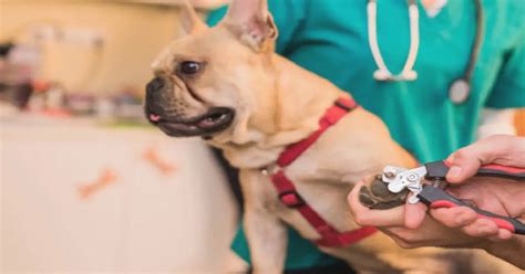 How To Trim Severely Overgrown Dog Nails