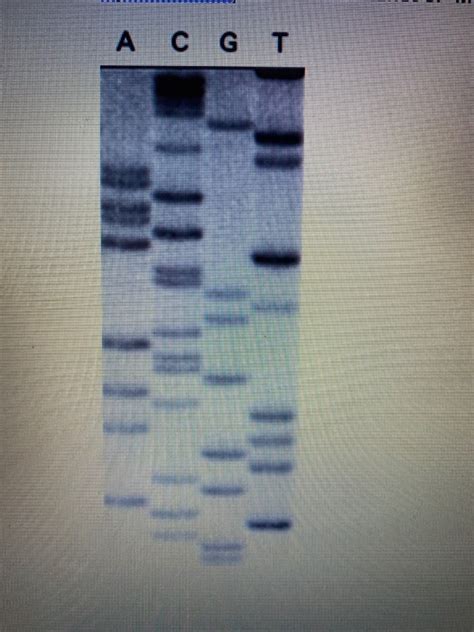 Solved What Is The Protein Sequence Of Gene Basically What Chegg Com