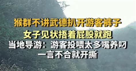 안에 숨긴거 내놔관광객 바지·팬티 벗긴 원숭이영상