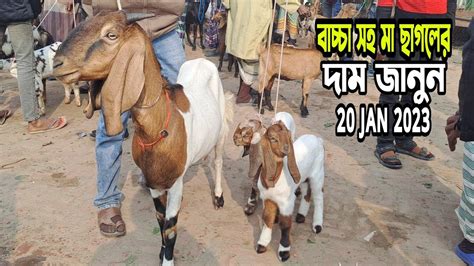 Goat Market Natore। ক্রস মা ও বাচ্চা ছাগলের দাম জানুন নাটোর আহম্মেদপূর