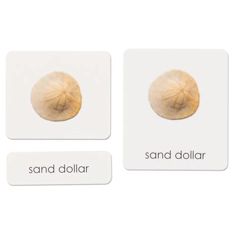 Invertebrates Classification Starter Set Montessori Services