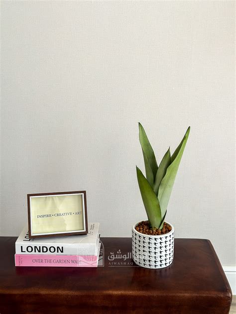 نبتة صبار جلد النمر في مركن سيراميك ابيض واسود حدائق الوشق