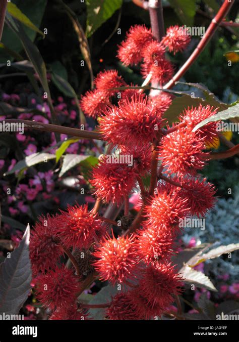Rizinus Plant Bolls Red Stock Photo Alamy