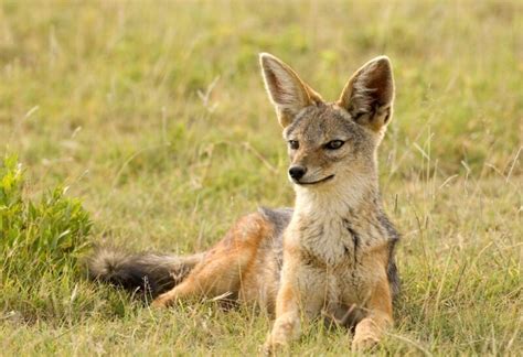 25 Examples Of Omnivores With Diverse And Fascinating Adaptations Exotella