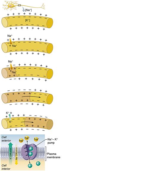Chapter 7 Nervous System Diagram Quizlet