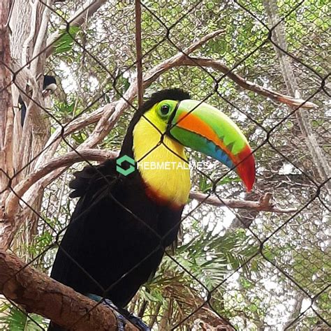 Creating A Beautiful Outdoor Bird Aviary