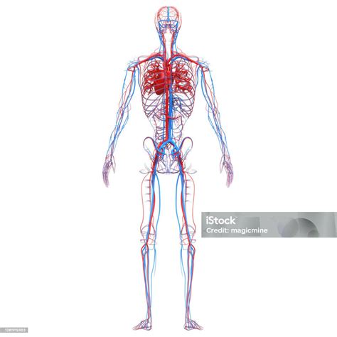 인간 순환 시스템 심장 해부학 3차원 형태에 대한 스톡 사진 및 기타 이미지 3차원 형태 X 레이 건강 진단 Istock