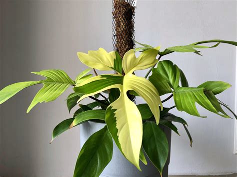 Variegated Leaf Plant Rplantidentification