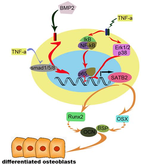 The Diagram Of Our Proposed Working Model Bmp2 Stimulates Satb2