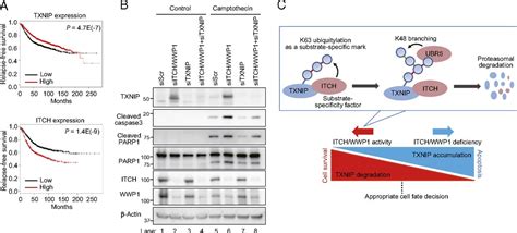 K63 Ubiquitylation Triggers Proteasomal Degradation By Seeding Branched