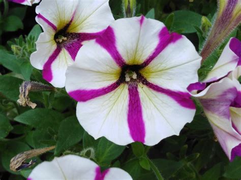 Plante Fleur Photo Gratuite Sur Pixabay Pixabay