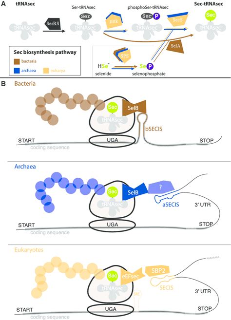 Sec Machinery In The Three Domains Of Life The Figure Shows Two
