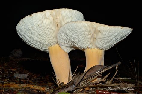 Saprophytes Images By D S Tappan