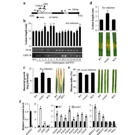The Increased Susceptibility Of Oseds1 Mutant To X Oryzae Was