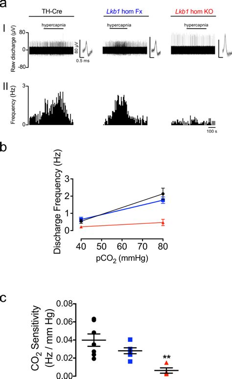 Conditional Deletion Of Lkb1 In Carotid Body Type I Cells Attenuates