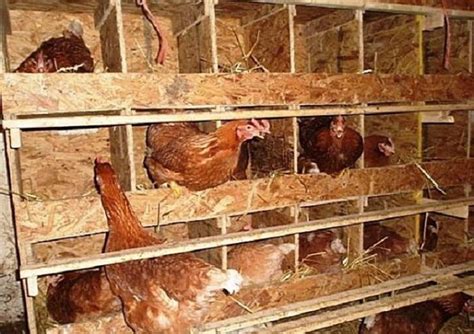 «Рябушка» для кур несушек: описание, состав, применение