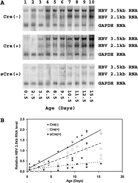 Hbv Rna Transcripts In The Livers Of Hbv Transgenic Mice Throughout