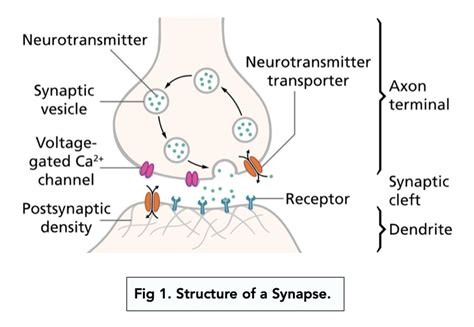 The Structure Of The Synapse A Level Biology Study Mind
