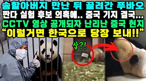 송할아버지 만난 뒤 끌려간 푸바오 판다 실험 후보 의혹에 중국 기지 결국 Cctv 영상 공개되자 난리난 중국 현지 이럴거면 한국으로 당장 보내” Youtube