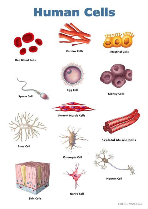the diagram shows different types of human cells