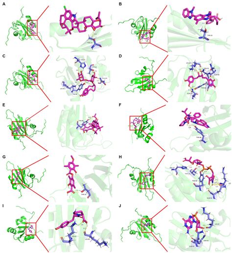 Binding Pattern Diagram Of Top 10 Compounds In Docking Score Ranking Download Scientific