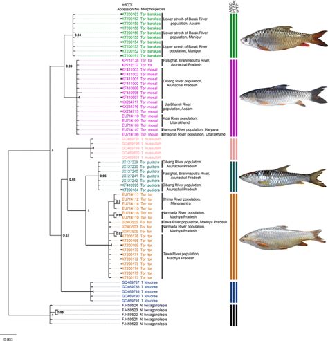 Bayesian Inferences Using Partial Mtcoi Of The Compared Tor Congeners Download Scientific