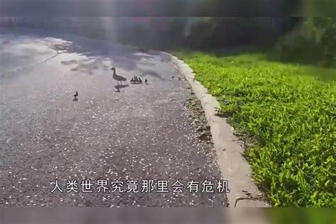 路边窜出一个“白影”，被汽车撞飞5米多，镜头拍下惊险瞬间白影米多镜头
