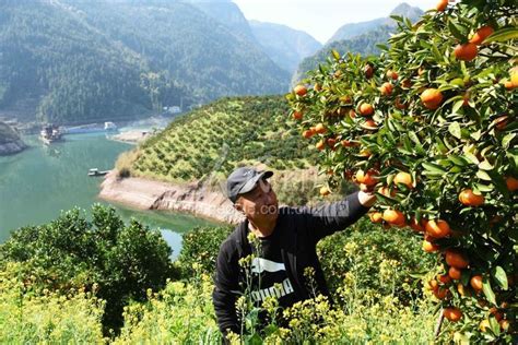 重庆巫山：渔民转产建果园 人民图片网