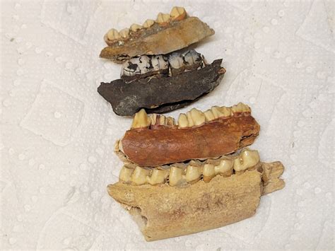 Fossil White Tailed Deer Jaw Set 00705 Craniates Curiosites Oddity
