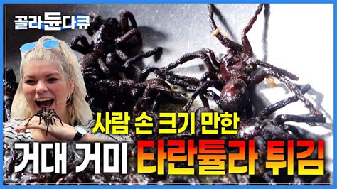평범한 곤충 튀김은 가라 독성을 지닌 세계에서 가장 큰 거미 타란툴라 튀김 요리 치킨맛이 나는 거미튀김 고단백 곤충