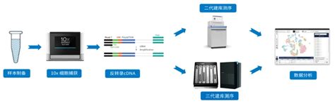 诺禾致源应用解读｜单细胞全长转录组测序 知乎