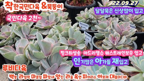 루비다육1탄2천원부터 묵둥이까지양진피어리스라일락레티지아청키대품마디바착하게아르제둥근잎홍페페웨스트레인보우마드레델슈취설송 Youtube