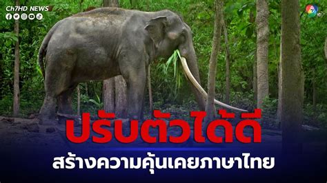 ข่าววราวุธ อัปเดต พลายศักดิ์สุรินทร์ กินอาหารปกติ กักโรค 30 วัน สร้างความคุ้นเคยกับภาษาไทย