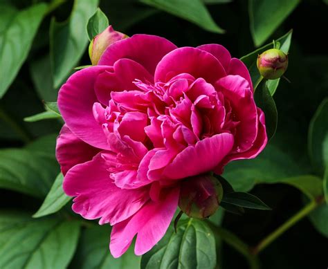 Pink Peony Blossom Fuchsia Free Photo On Pixabay