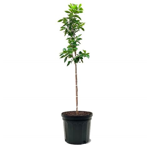 Imoto Fuyu Persimmon Non Astringent Fruit Tree Permot07g The Home Depot