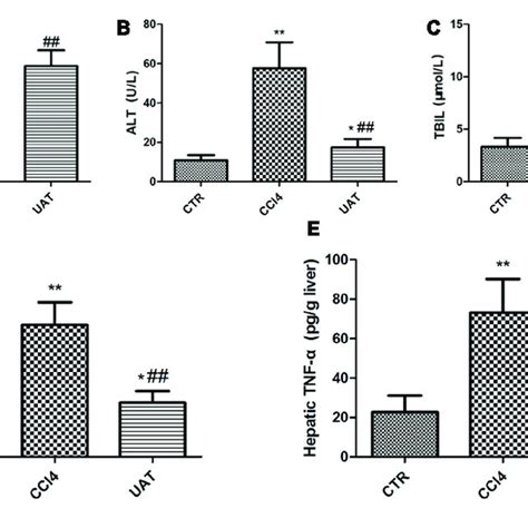 Ua Ameliorates Liver Injury In Rats With Ccl4 Induced Liver Fibrosis