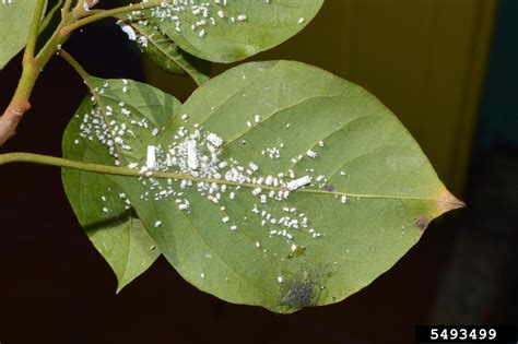 Pink Hibiscus Mealybug Maconellicoccus Hirsutus Green