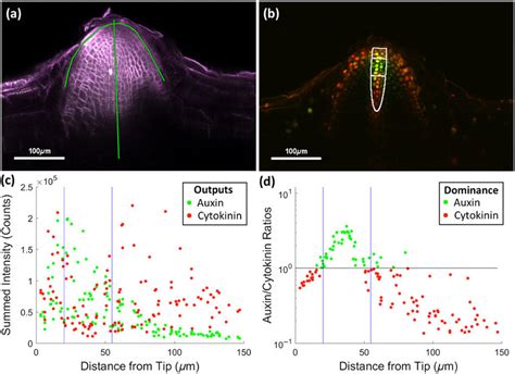 Representative Images And Hormone Outputs From A Stage Vi Lateral Root