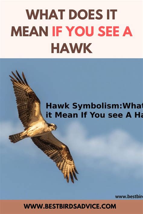 A Hawk Flying Through The Air With Text Overlay That Reads What Does It