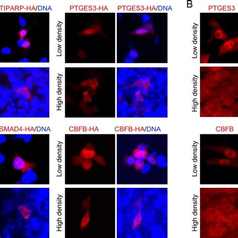 Cell Density Dependent Translocation Of Tiparp Ptges3 Smad4 And