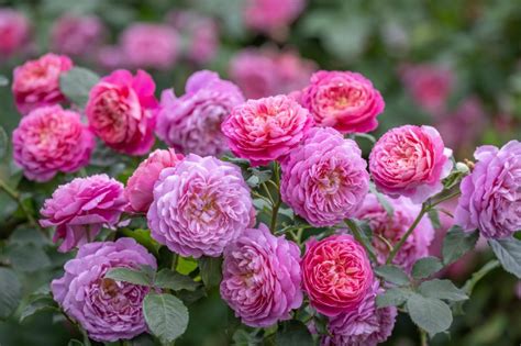 David Austin Roses On Linkedin Davidaustinroses Emmabridgewater