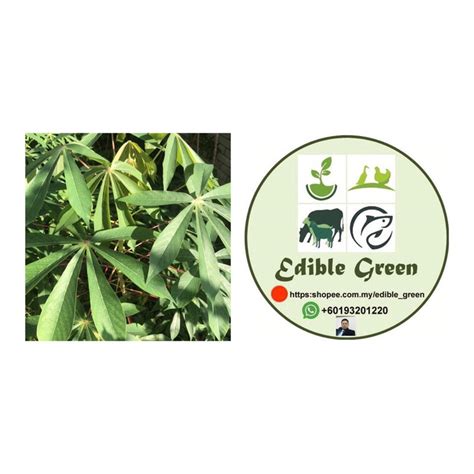 Benih 5 X Keratan Pokok Ubi Kayu Mentega Shopee Malaysia