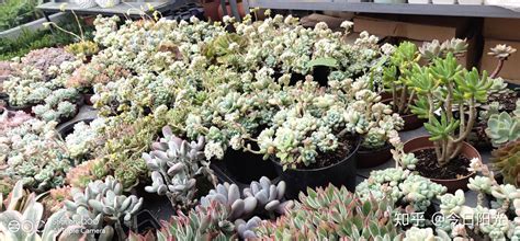 春天 多肉开花了 知乎