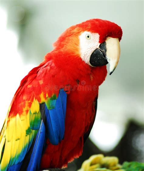 Golden Red Macaw Bird Stock Image Image Of Gazing Forest 6337547