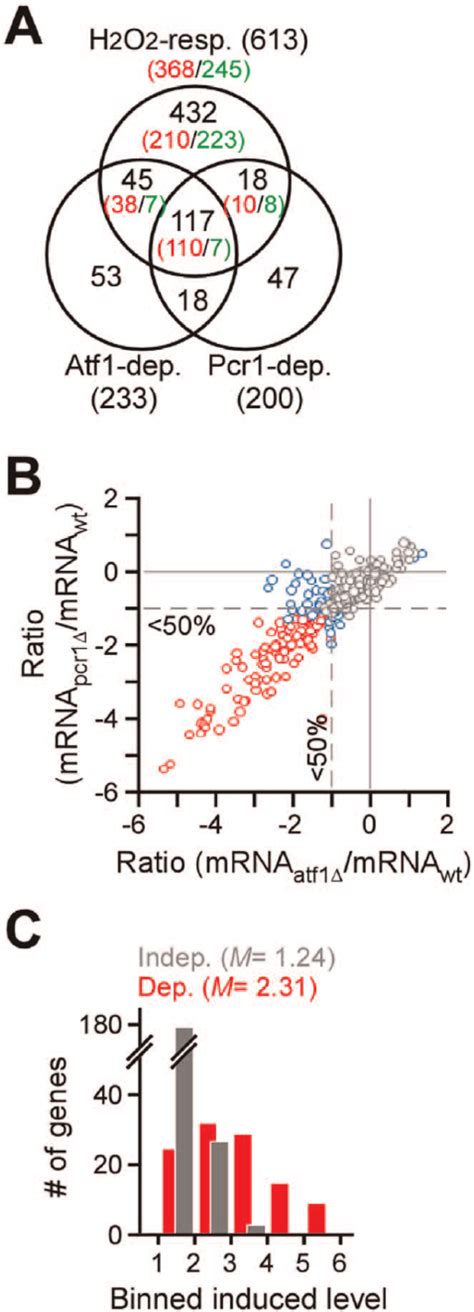 Atf1pcr1 Is Primarily Responsible For The High Level Transcriptional
