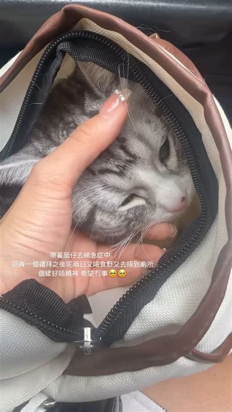 蕃茄8月就岩岩好一歲 已經有發情又有喺床屙過幾次尿 所以決定帶佢做絕育手術 係一個禮拜前做過驗半血所有野都正常之後先做手術 完左都有正常食野去