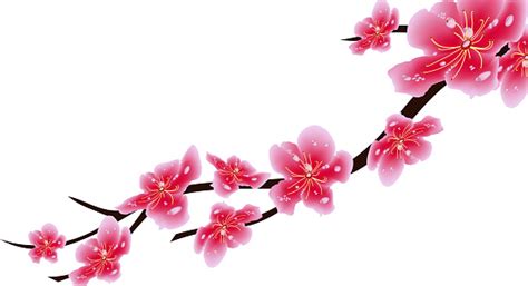 사쿠라 꽃 배경입니다 벚꽃 절연 흰색 배경입니다 중국 새 해 0명에 대한 스톡 벡터 아트 및 기타 이미지 0명 4월
