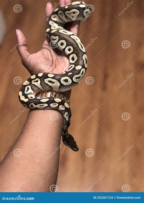 Close Up Ball Python Stock Image Image Of Curled Close 252267123