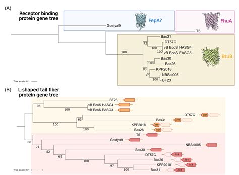 Figure 4 From T5 Like Phage Bf23 Evades Host Mediated Dna Restriction And Methylation Semantic