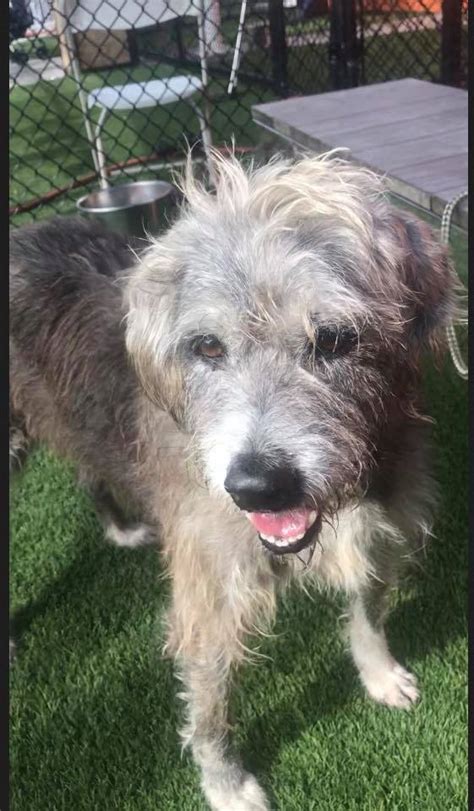 Terrified And Heartbroken Bonded Senior Dogs Abandoned At Miami Shelter